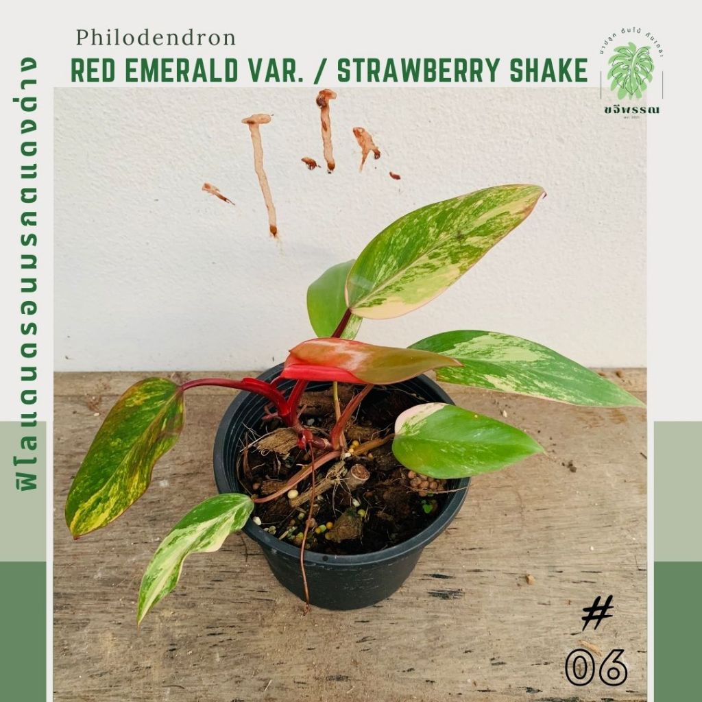 Philodendron Red Emerald (Strawberry Shake) | ฟิโลเดนดรอนเรดเอมเมอรัล ...