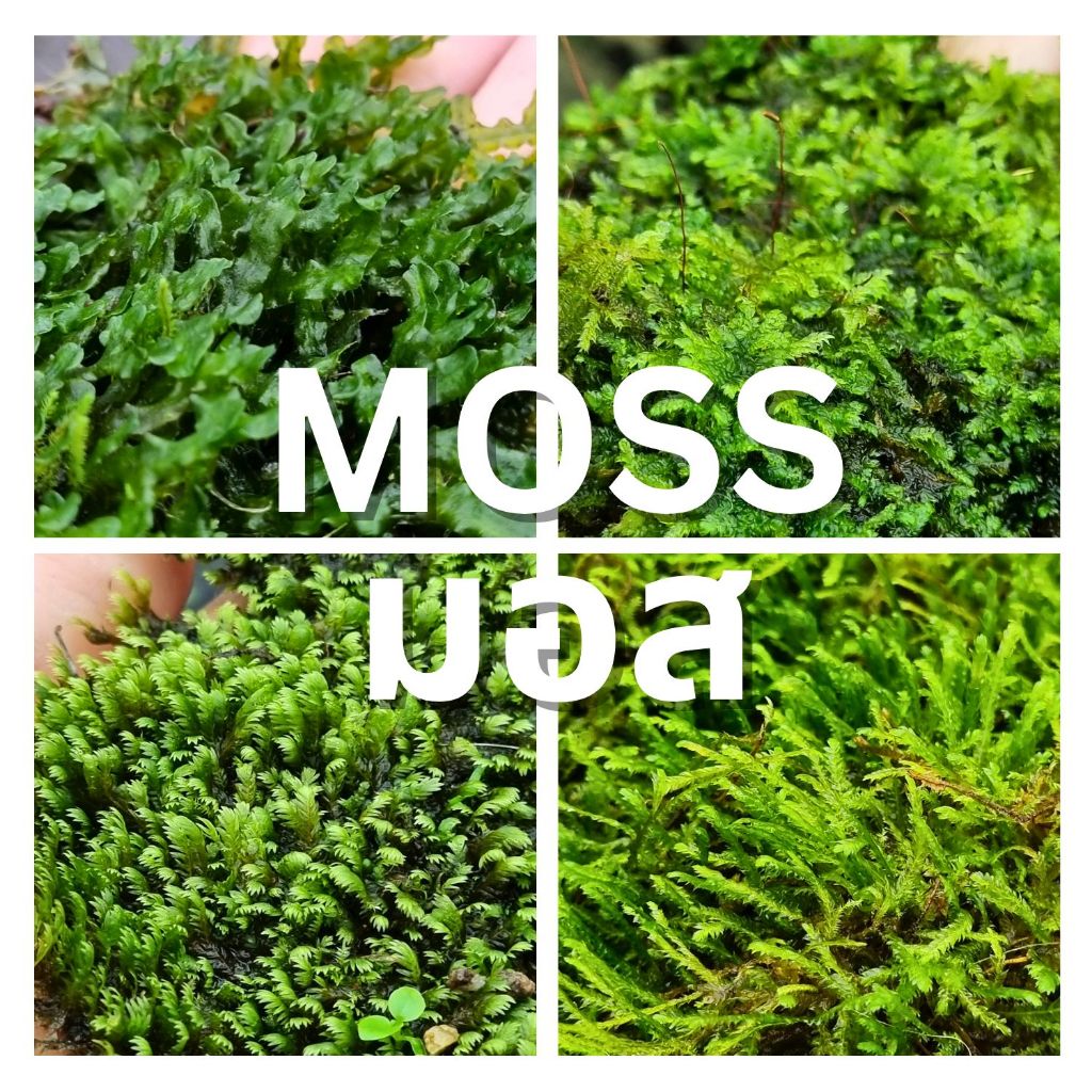 มอส - Moss (รวมมอสชนิดต่างๆ สำหรับจัดตู้ไม้น้ำ สวนขวด สวนชื้น) - For ...