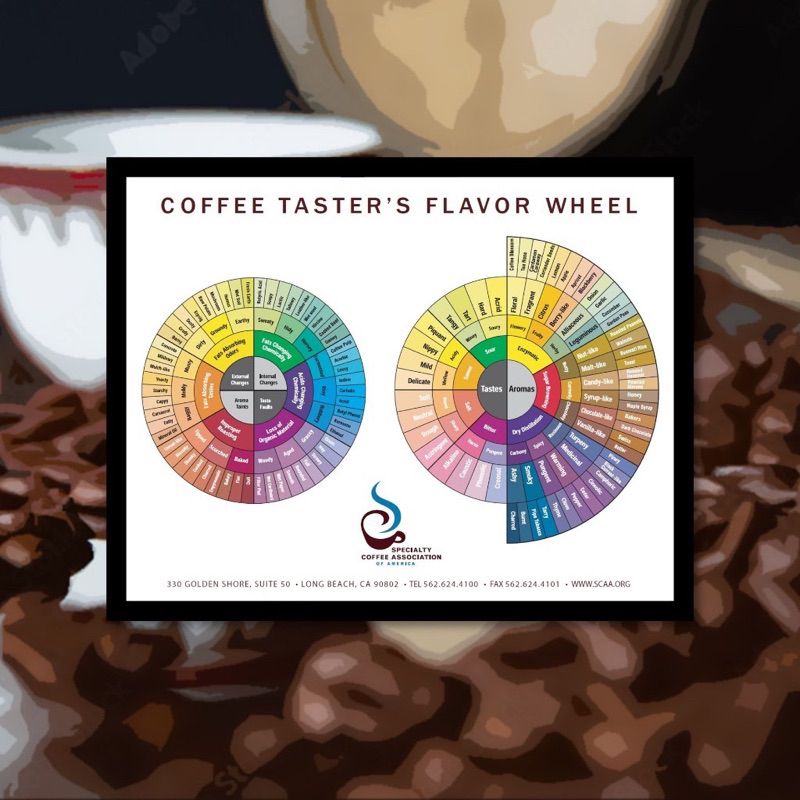 Poster : วงล้อรสชาติกาแฟ *แบบเก่า* [Coffee Taster's Flavor Wheel Old ...