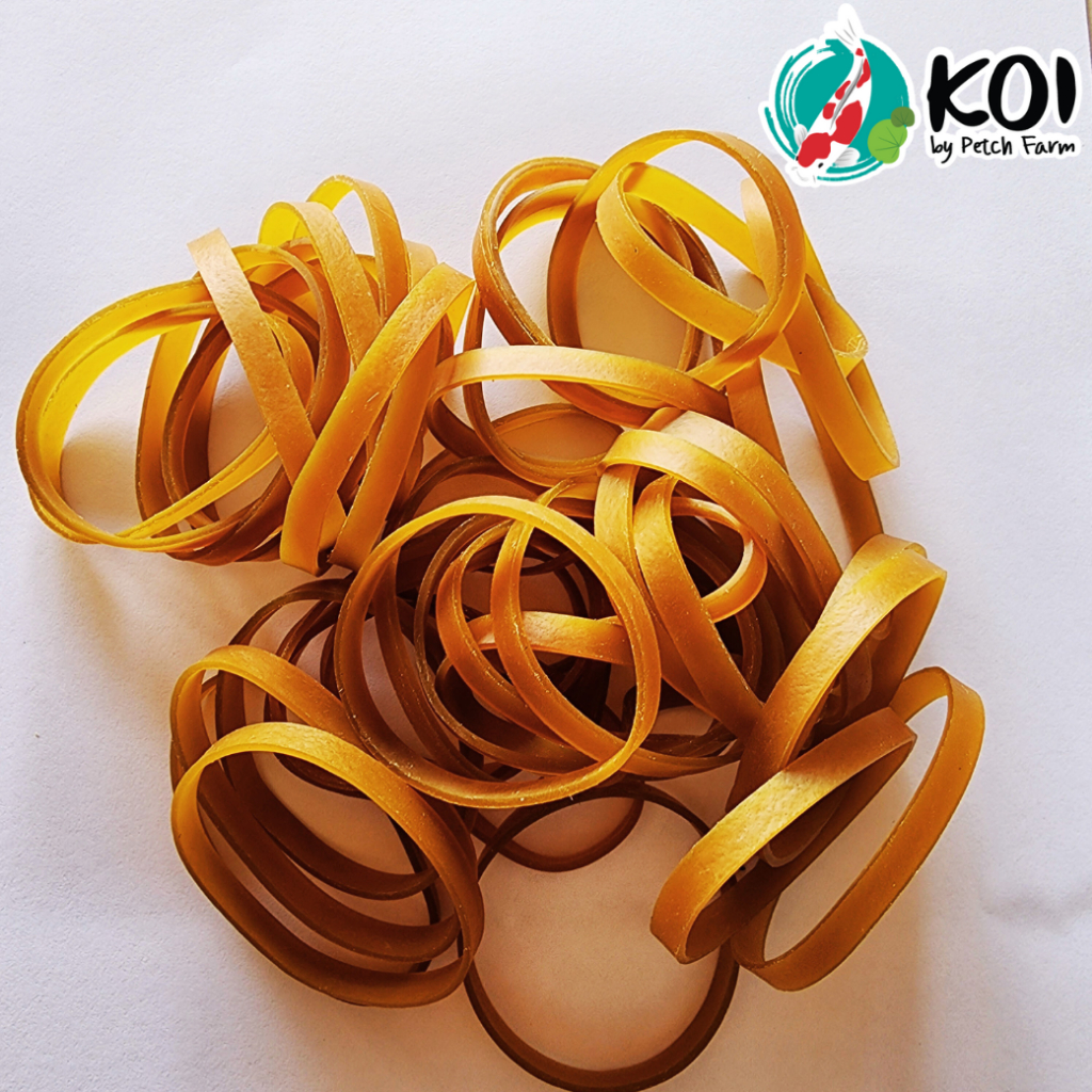 หนังยางเส้นใหญ่ ยางรัดของ ความหนา 0.5 cm (แพ็ค 50 กรัม) rubber band ใช้ ...