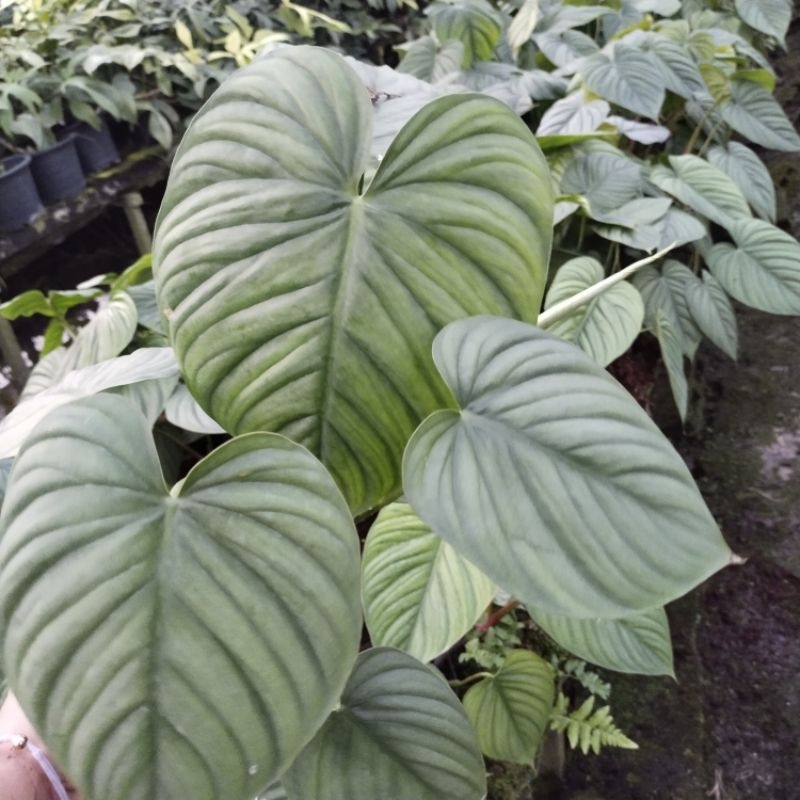 Philodendron sp.colombia ฟิโลเดรนดอน โคลัมเบีย เอสพี | Shopee Thailand