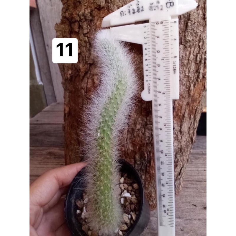 หางลิงขนฟู(เป็นไม้ราก)ทุกต้นแข็งแรงสมบูรณ์ | Shopee Thailand