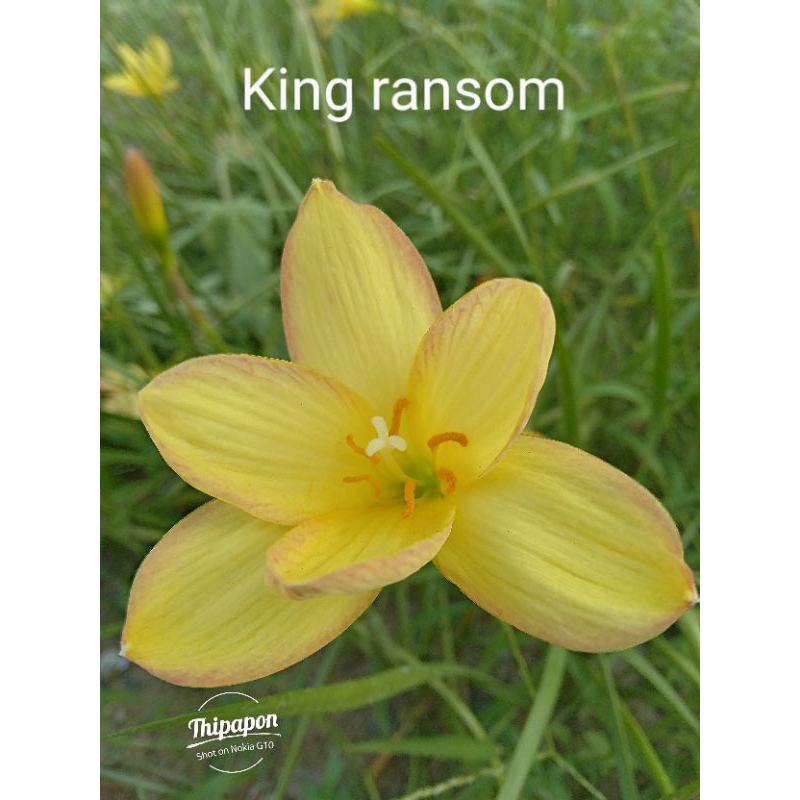 บัวดิน z. King ransom | Shopee Thailand