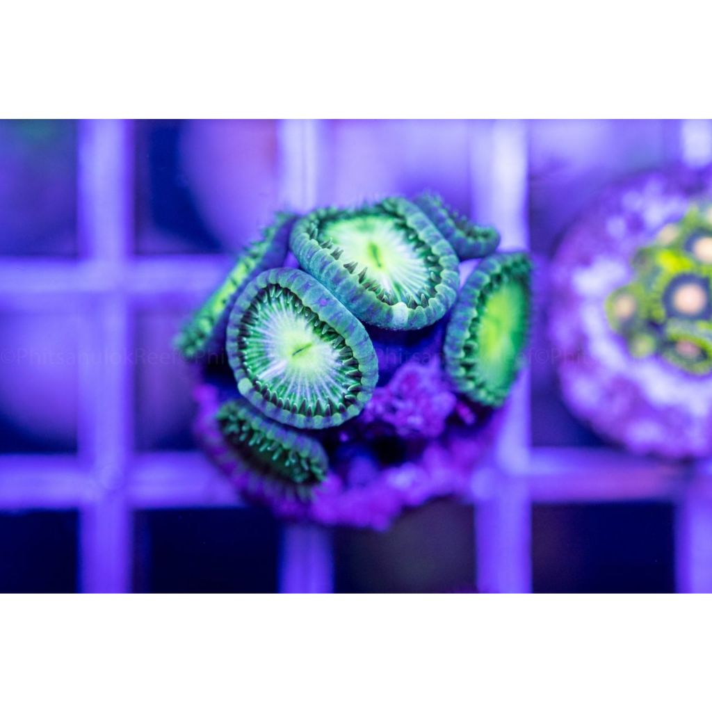 GREEN BUTTON PALYTHOAS กระดุมเขียวยักษ์ ตู้ปลาทะเล 1 ชิ้น | Shopee Thailand