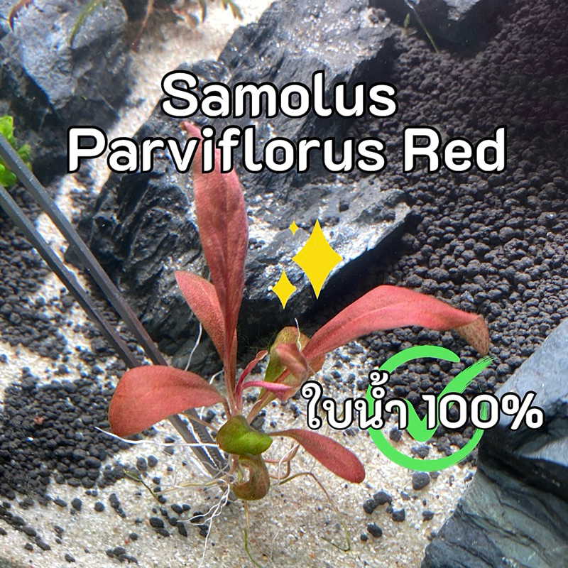 Samolus Parviflorus Red กอใหญ่ ใบน้ำ 100% แดงทั้งใบ ต้นไม้น้ำ (พร้อมส่ง ...