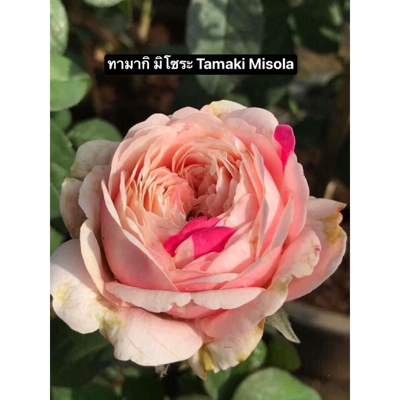 กุหลาบ-ทามากิ มิโซระ Tamaki Misola สีแอปริคอทอ่อนแต้มสีชมพูเข้ม ...