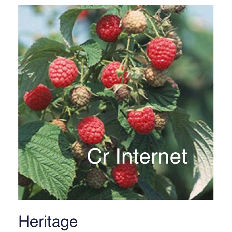 เมล็ดราสเบอร์รี่เฮอริเทจ heritage raspberry | Shopee Thailand