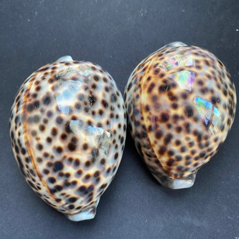 หอยลายเสือดาว สำหรับตกแต่งตู้ปลาและสะสม leopard print cowrie shell For ...
