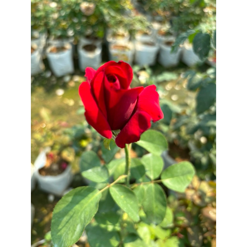 กุหลาบแดง Red Baccara (เรด บาคาร่า) ดอกใหญ่ (ส่งติดดอก) ปลูกง่าย ส่ง ...