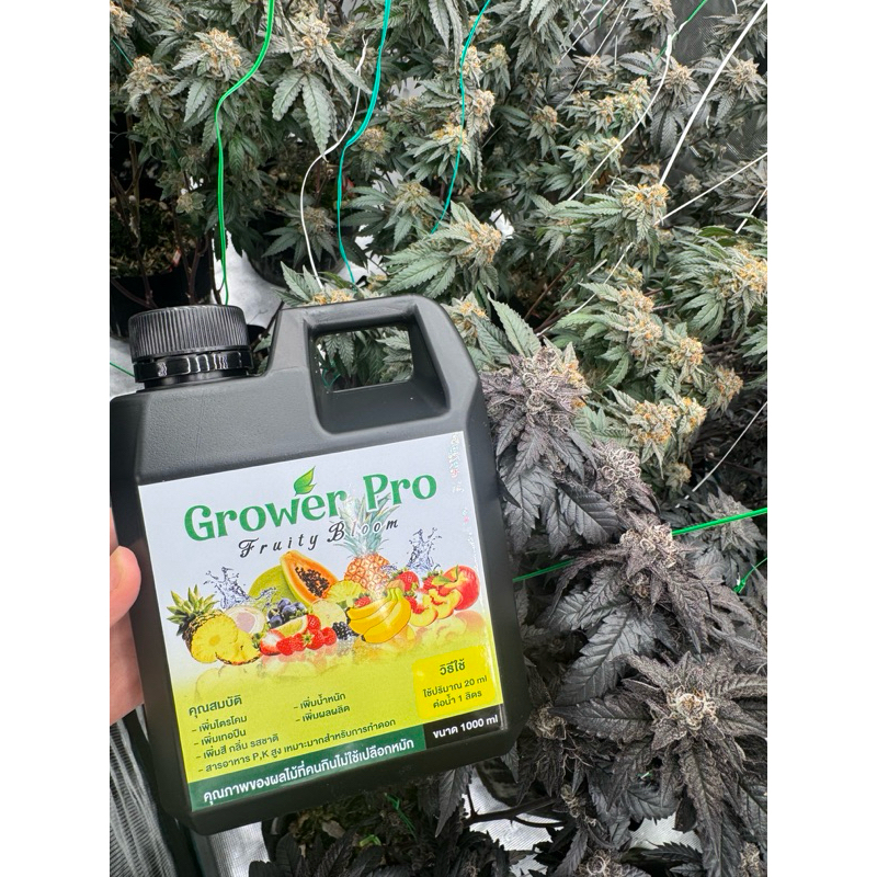 น้ำหมักผลไม้รวม ปุ๋ยเสริมทำดอก Grower Pro ขนาด 1 ลิตร ดอกใหญ่ กลิ่นดี สีเข้ม | Shopee Thailand