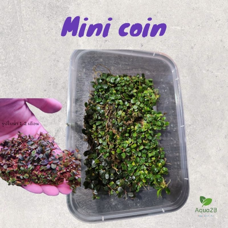 บูเซป Bucephalandra Brownie, mini coin ,mini phantom,boyan,mini purple ...