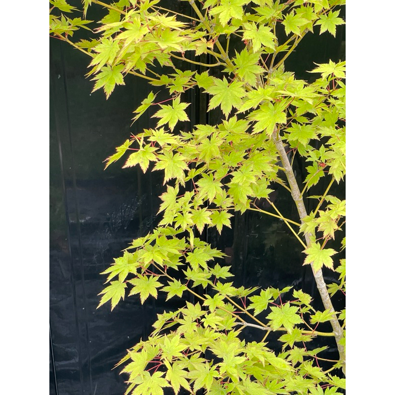 Exclusive ! Acer palmatum 'Higasayama' Japanese Maple ต้นเมเปิ้ลญี่ปุ่น ...