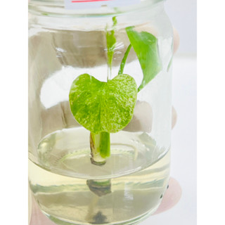 เนื้อเยื่อ มอนมิ้นท์ มอนสเตอร่ามิ้นท์ Monstera Borsi x deliciosa Mint ...