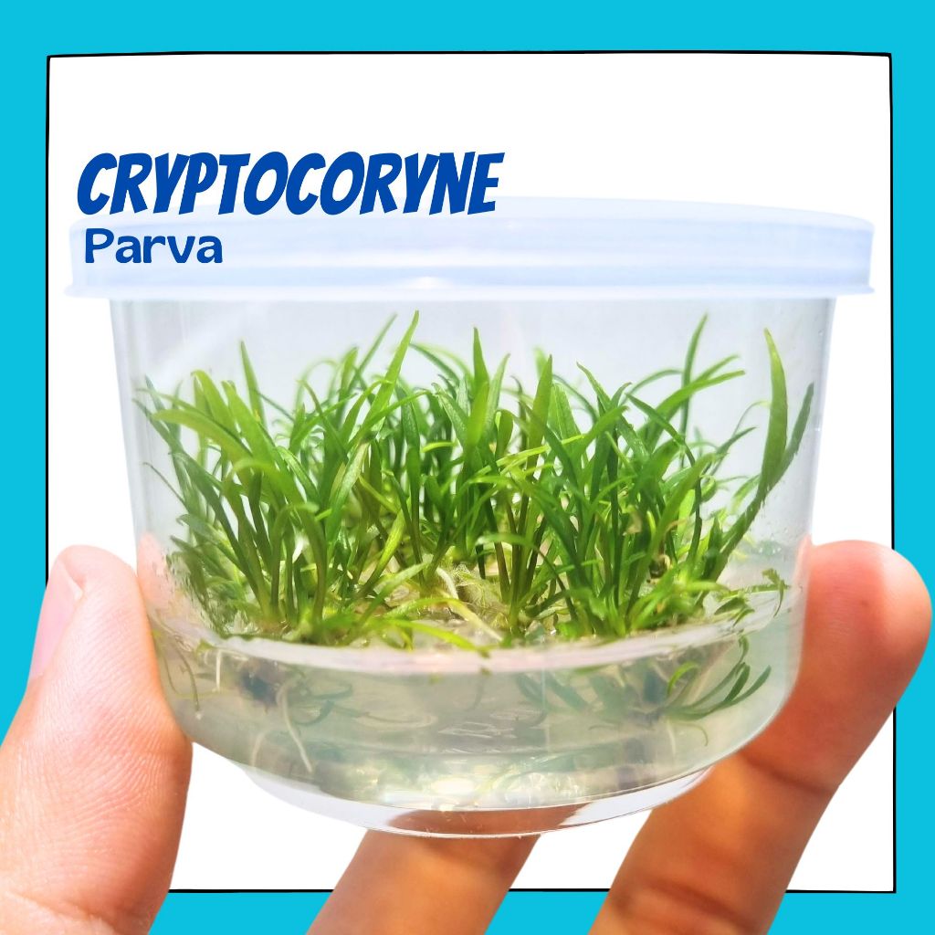 คริปพาว่า ต้นไม้น้ำ เนื้อเยื่อ - CRYPTOCORYNE PARVA (TC) | Shopee Thailand