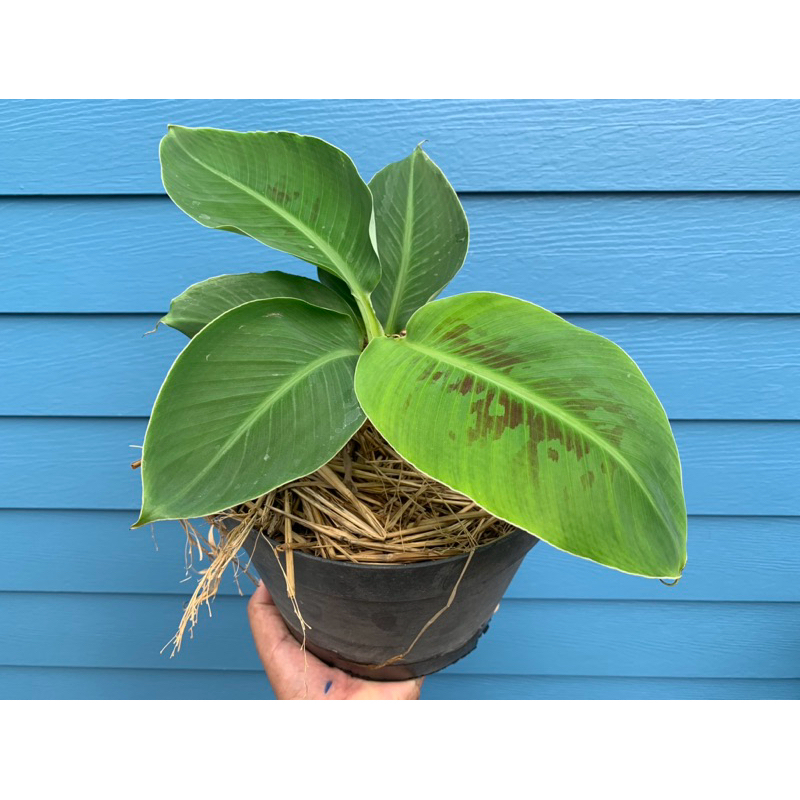 กล้วยหอมแคระ (Musa acuminata 'Dwarf Cavendish') | Shopee Thailand