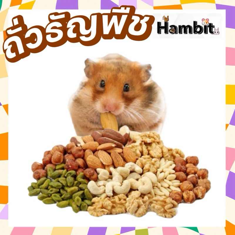 Hambit. ถั่วธัญพืชรวม ไม่ใส่เกลือ**สำหรับ แฮมเตอร์ กระรอก ชูการ์ ดอร์ ...