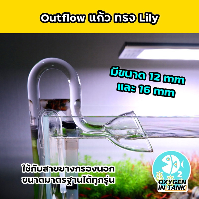 (พร้อมส่ง) Lily Glass Pipe Outflow มี 2 ขนาด 12 mm. และ 16 mm. ผลิตจาก ...