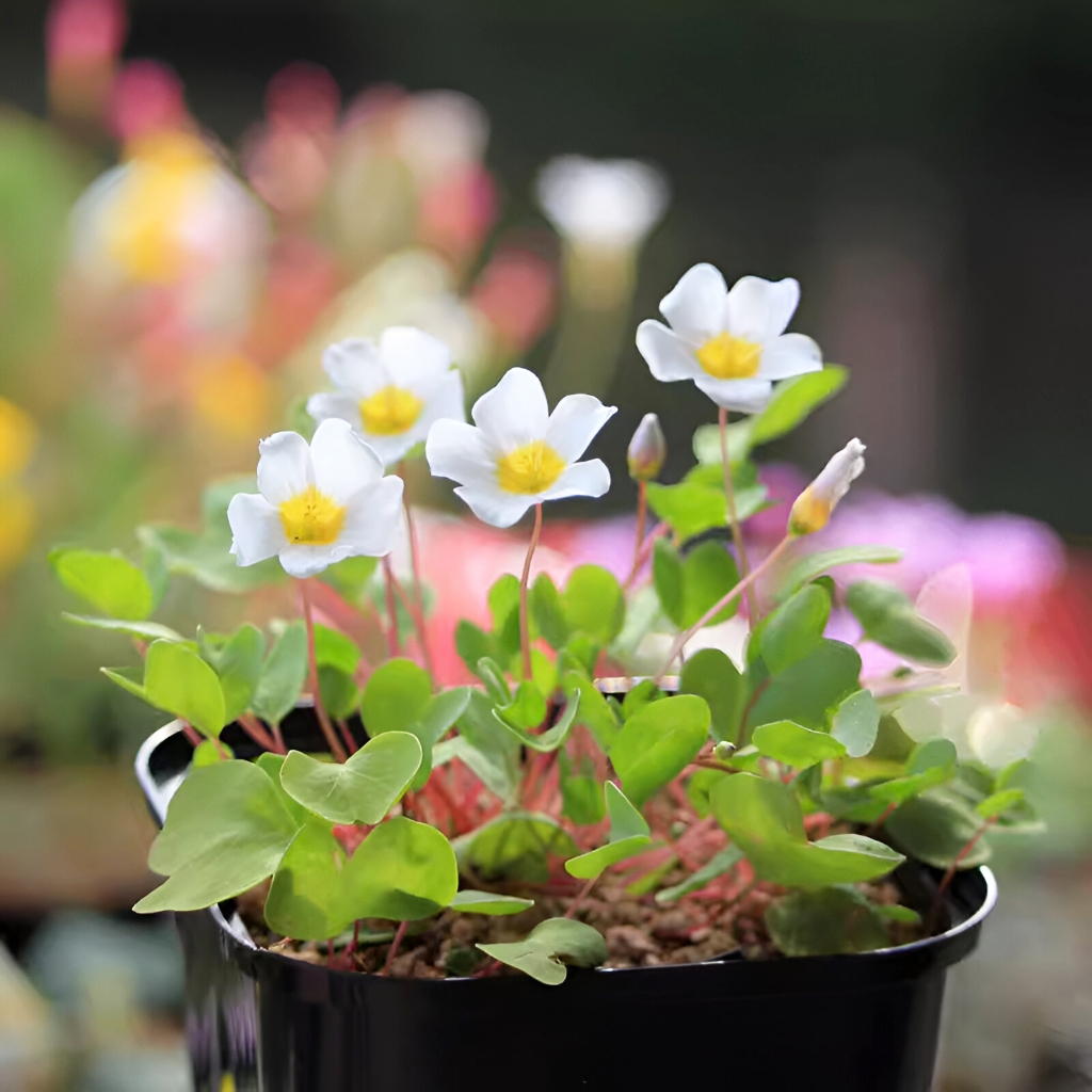 Oxalis simplex ออกซาลิสซิมเพล็กซ์ | Shopee Thailand