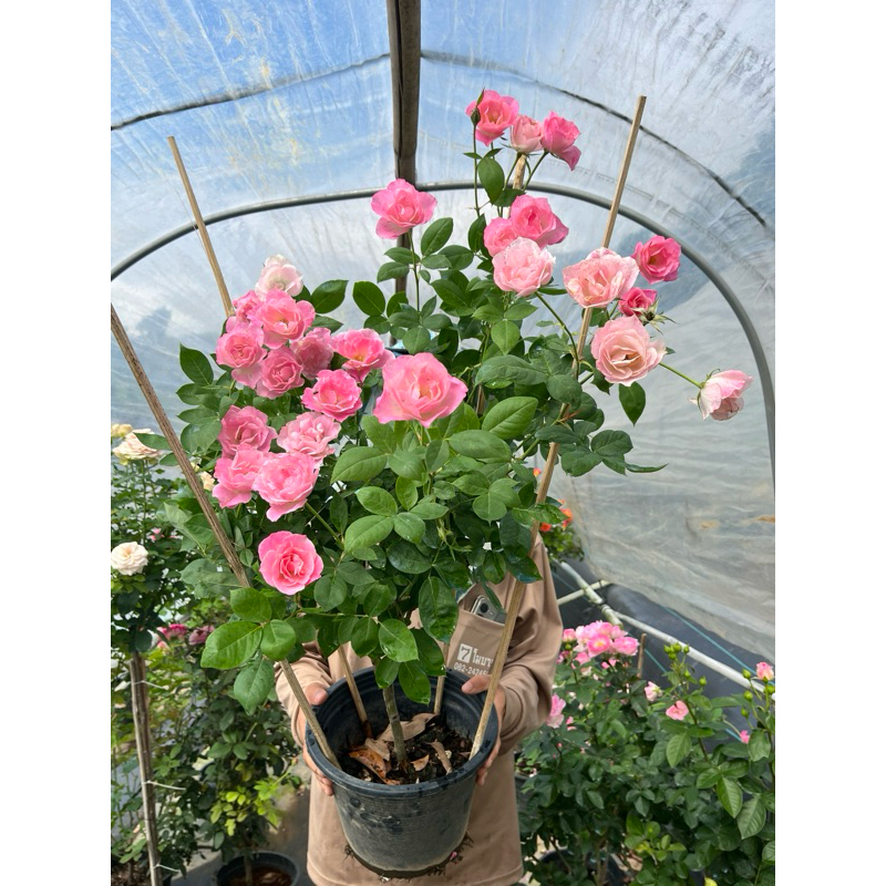 Pink mairy rose.กุหลาบสายพันธุ์ใหม่ บางเบาดั่งขนนก แต่บานทนและมีกลิ่น ...