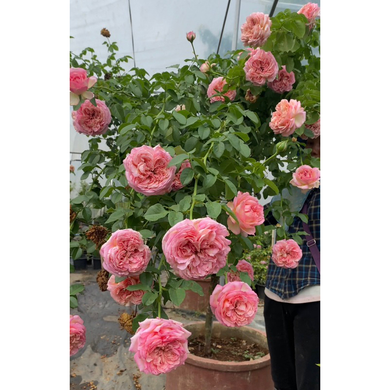 Aube rose🌹โอ๊ป อุเบะ กุหลาบพุ่มใหญ่ สูง ดอกหอม ทนแดด ทนฝน | Shopee Thailand