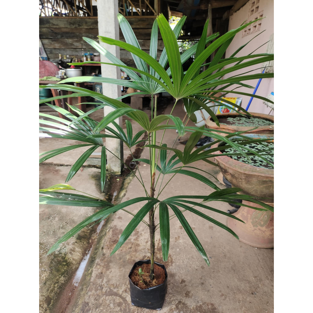 ต้นจั๋งเชียงใหม่ ไม้ฟอกอากาศ 1 ต้น สูง 60-100 เซนติเมตร | Shopee Thailand