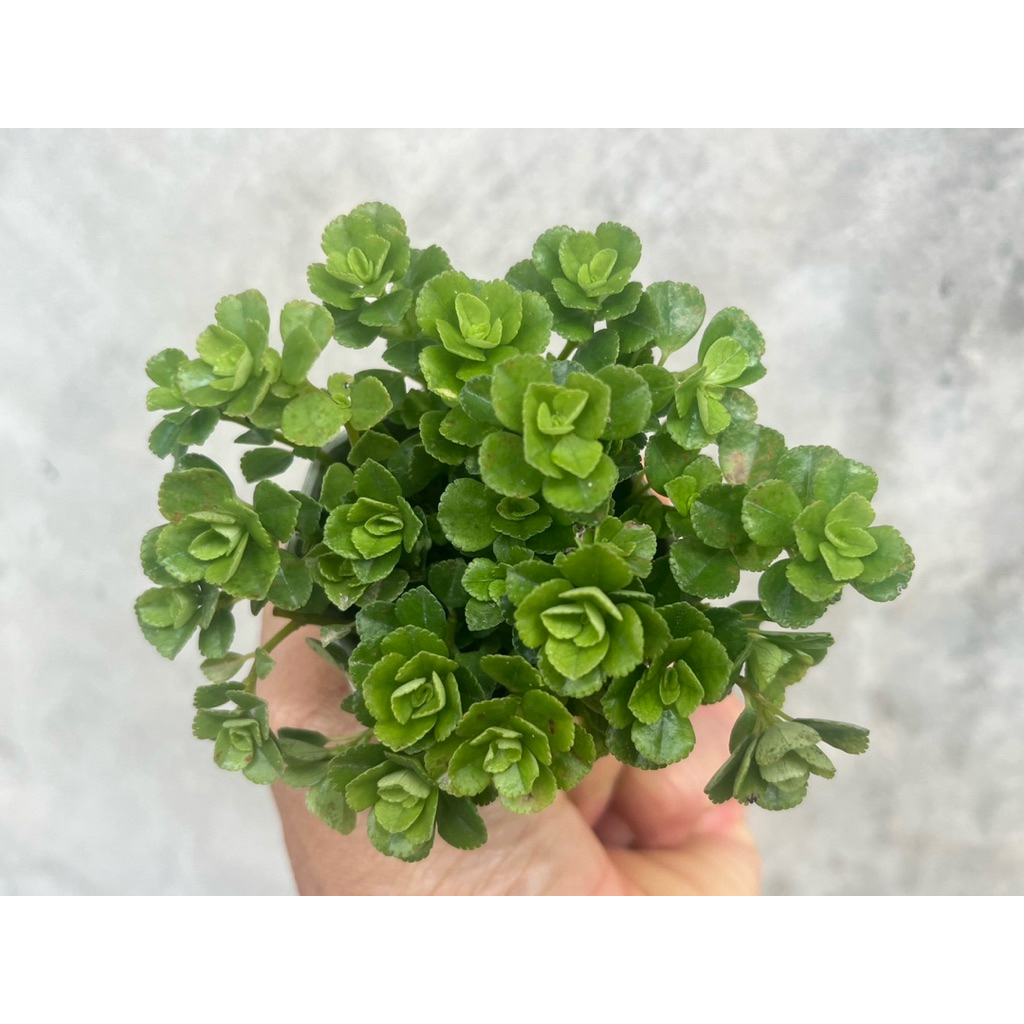 Pilea depressa (Sw.)Blume or Miniature peperomia ต้นเกล็ดปลาช่อน กุหลาบ ...