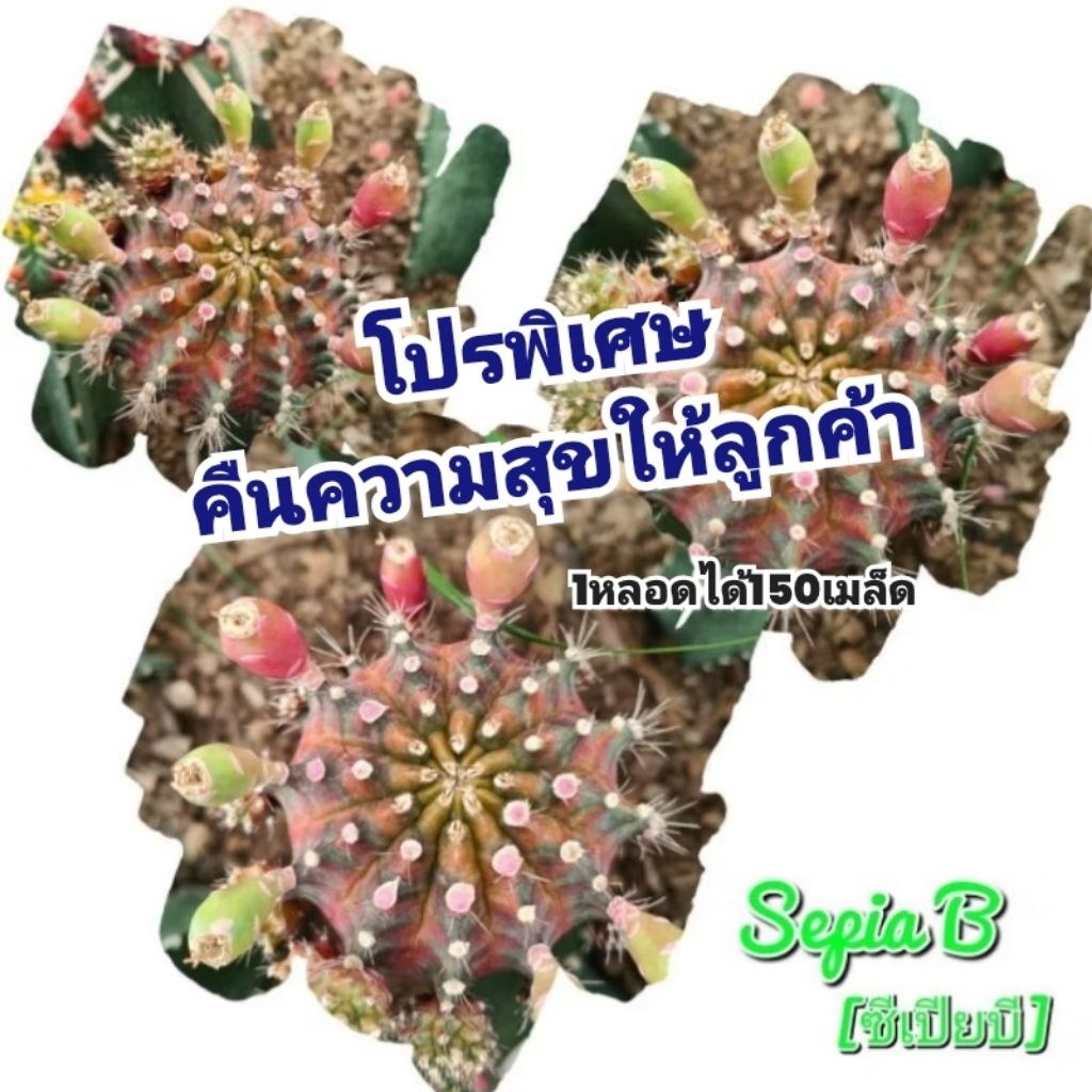 โปรพิเศษ คืนความสุขให้ลูกค้า เมล็ดSepia B (1 หลอดได้ 150 เมล็ด ...