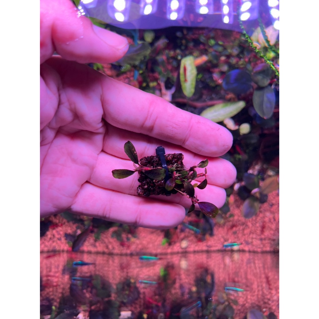 บูเซป Bucephalandra Black angel (Very Rare) ต้นลูกฟอร์มกอ มีหลายกิ่ง ...