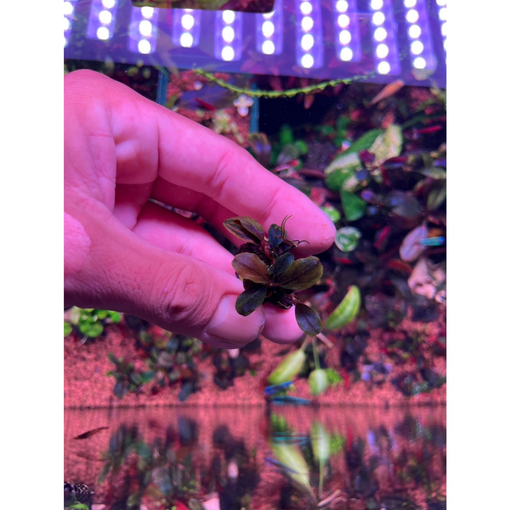 บูเซป Bucephalandra Brownie Helena sp ฟอร์มกอมินิมอล สีเข้มๆ ใบน้ำ 100% ...