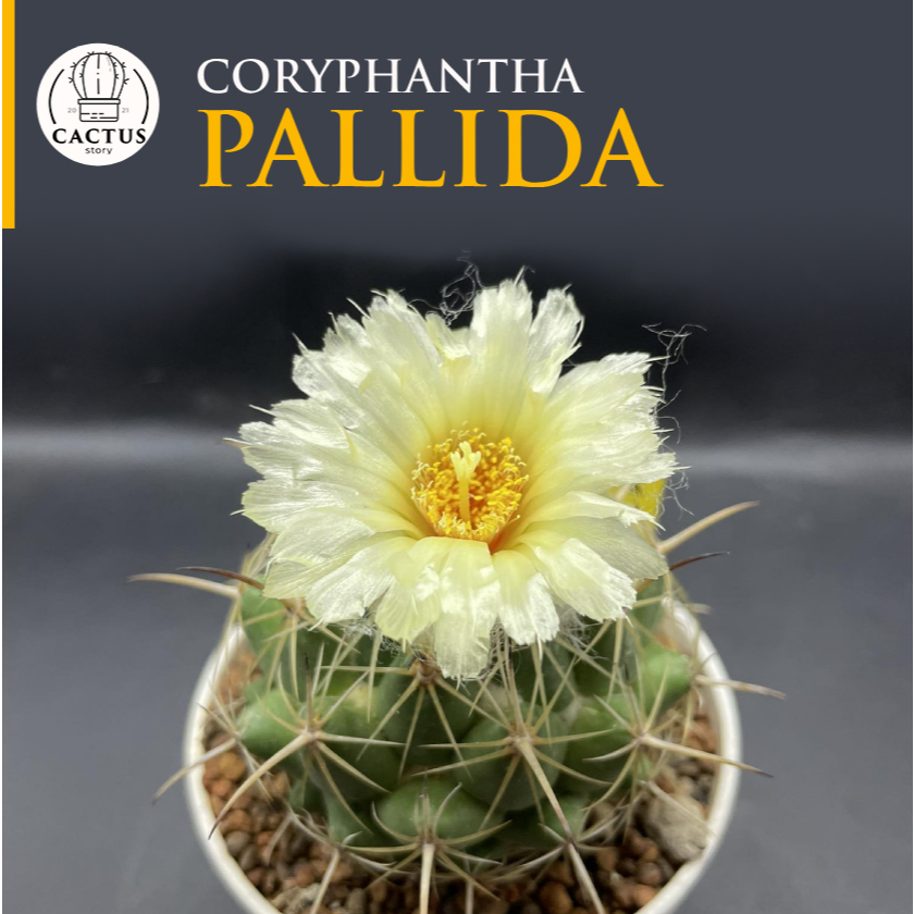 Coryphantha Pallida ไม้เมล็ดดอกเหลือง กระถาง 3 นิ้ว | Shopee Thailand