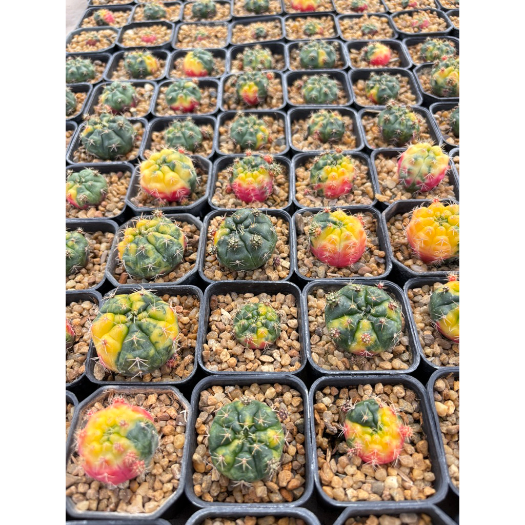 ยิมโน แม่ลูกดก แดมซิไอด่าง (Damsii) ขนาดกระถาง 2 นิ้ว | Shopee Thailand