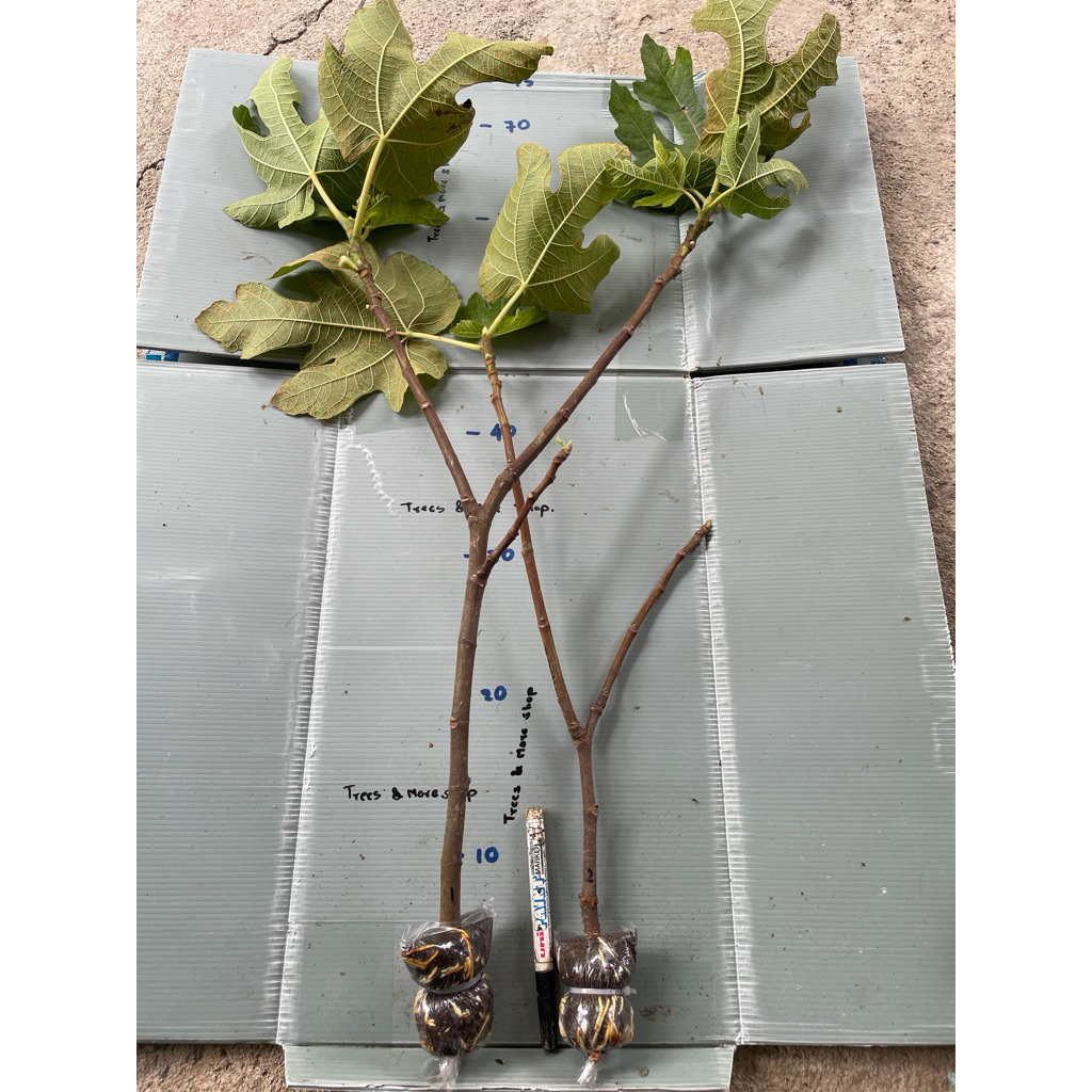 กิ่งตอน มะเดื่อฝรั่ง Fig พันธุ์ Breva | Shopee Thailand