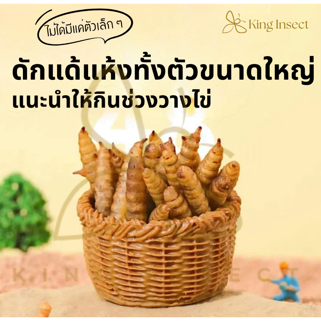 King Insect BSF หนอนโปรตีน premium อบแห้ง 30กรัม 50กรัม | Shopee Thailand