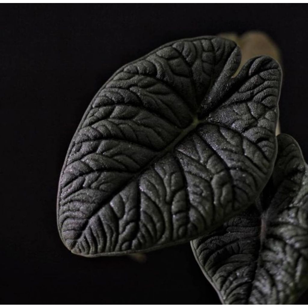 Alocasia Dark Melo Rare Starter จำหน่ายแบบไข่เพาะชำส่งชำในถ้วยอบอย่างดี ...