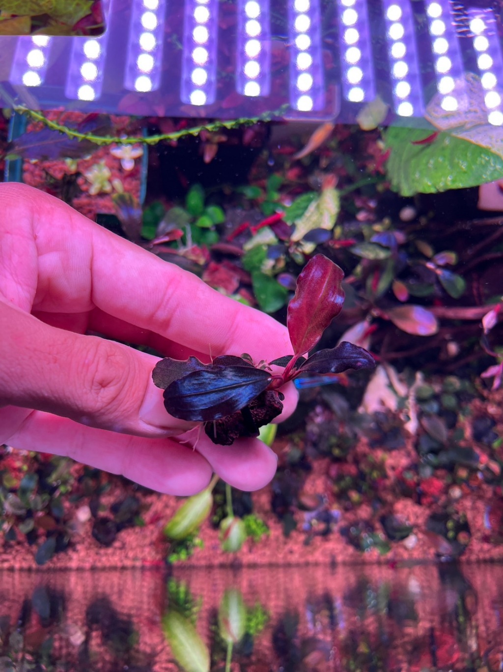 บูเซป Bucephalandra Red devil (Very Very Rare) ตัวแรร์ระดับสะสม เม็ดสี ...
