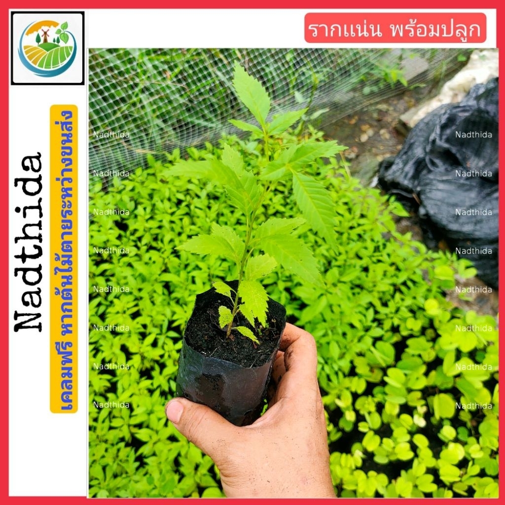 ต้นทองอุไร ดอกสีเหลือง ไม้พร้อมปลูก ทองอุไร ตรงปก ไม้ประดับ น่าปลูก Nadthida | Shopee Thailand