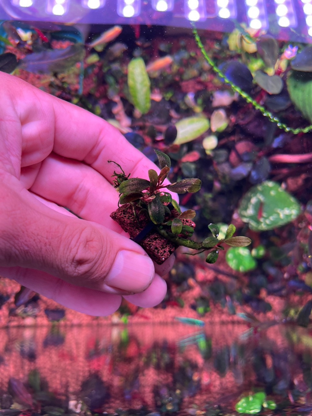 บูเซป Bucephalandra Dark angel (Rare item) ต้นลูกฟอร์มกอ หายากที่จะเป็น ...