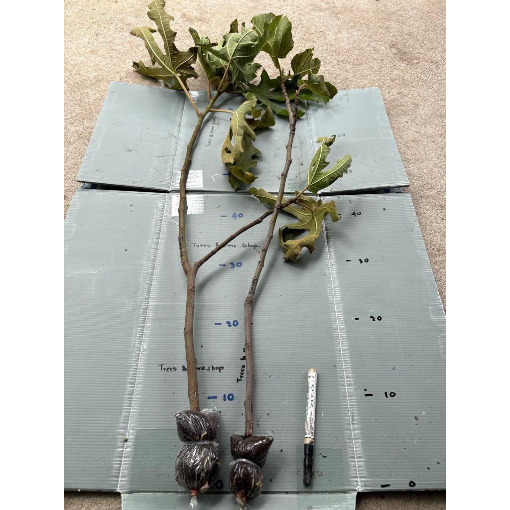 กิ่งตอน มะเดื่อฝรั่ง fig ฟิกส์ Raspberry Latte | Shopee Thailand