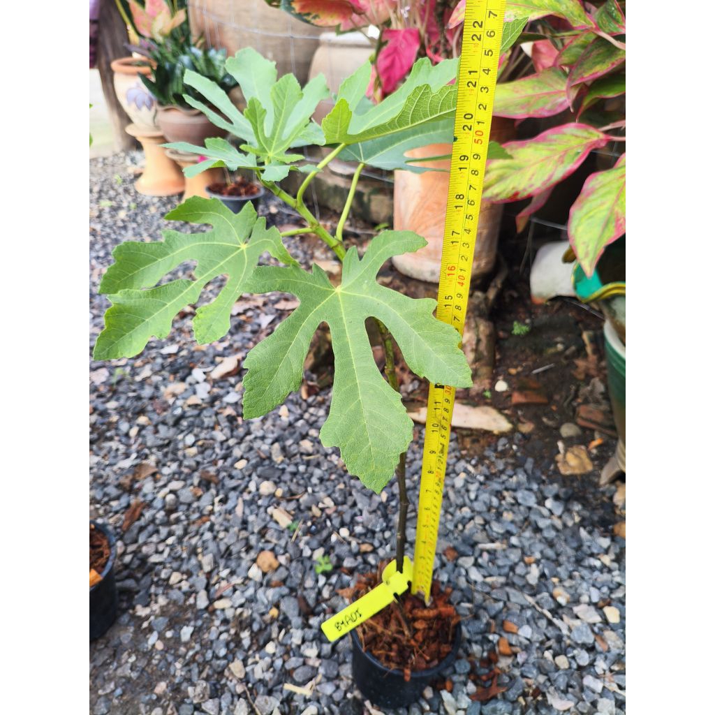 มะเดื่อฝรั่ง byadi ผลสุกสีเขียวไส้แดงรสเบอร์รี่ fig กิ่งตอนชำ จัดส่งใน7 ...