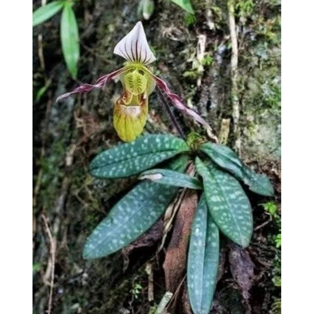 Paphiopedilum canhii กล้วยไม้รองเท้านารีแคนชิ ชุดละ3ต้น180 | Shopee ...