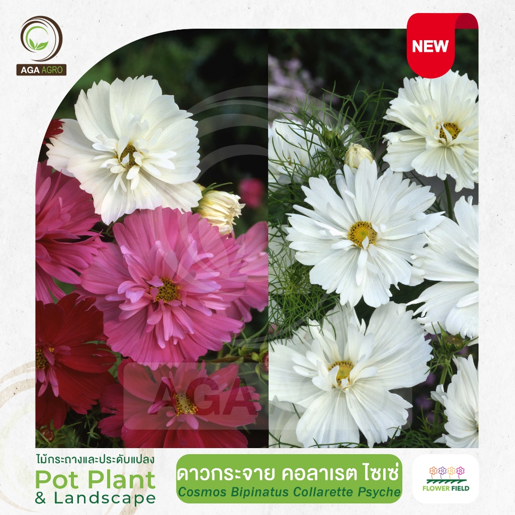 AGA AGRO I "ดาวกระจาย คอลาเรตไซเช่ "ต้นสูง ดอกกึ่งซ้อน กลีบดอกหยัก ...