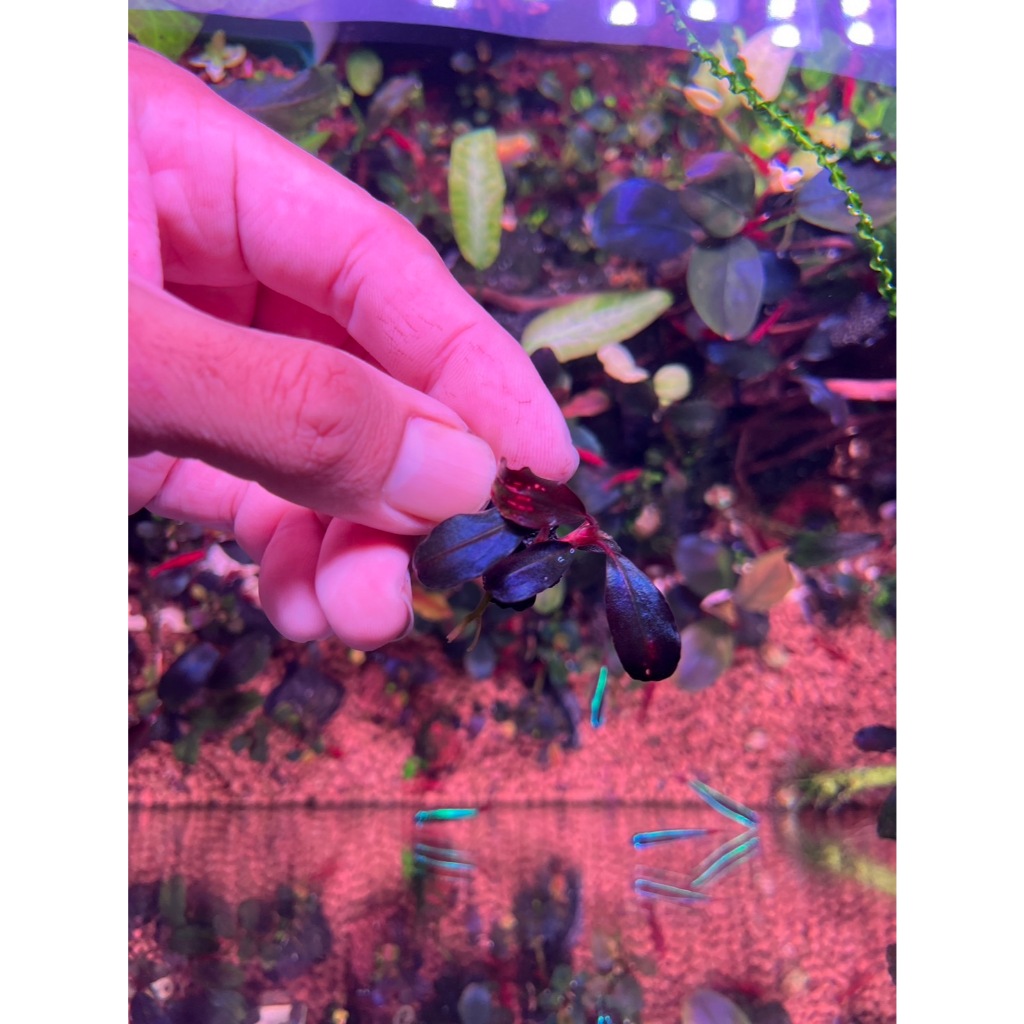 บูเซป Bucephalandra Red devil (Very Very Rare) ตัวแรร์เก็บสะสม สีสวย ...