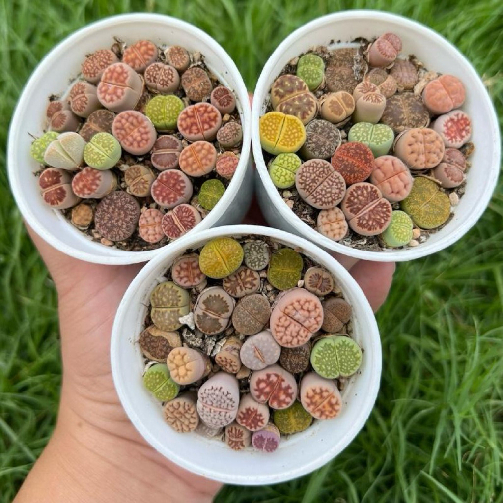 ไลทอปพอตกลมขาวคละสายพันธุ์ lithops pot mix | Shopee Thailand