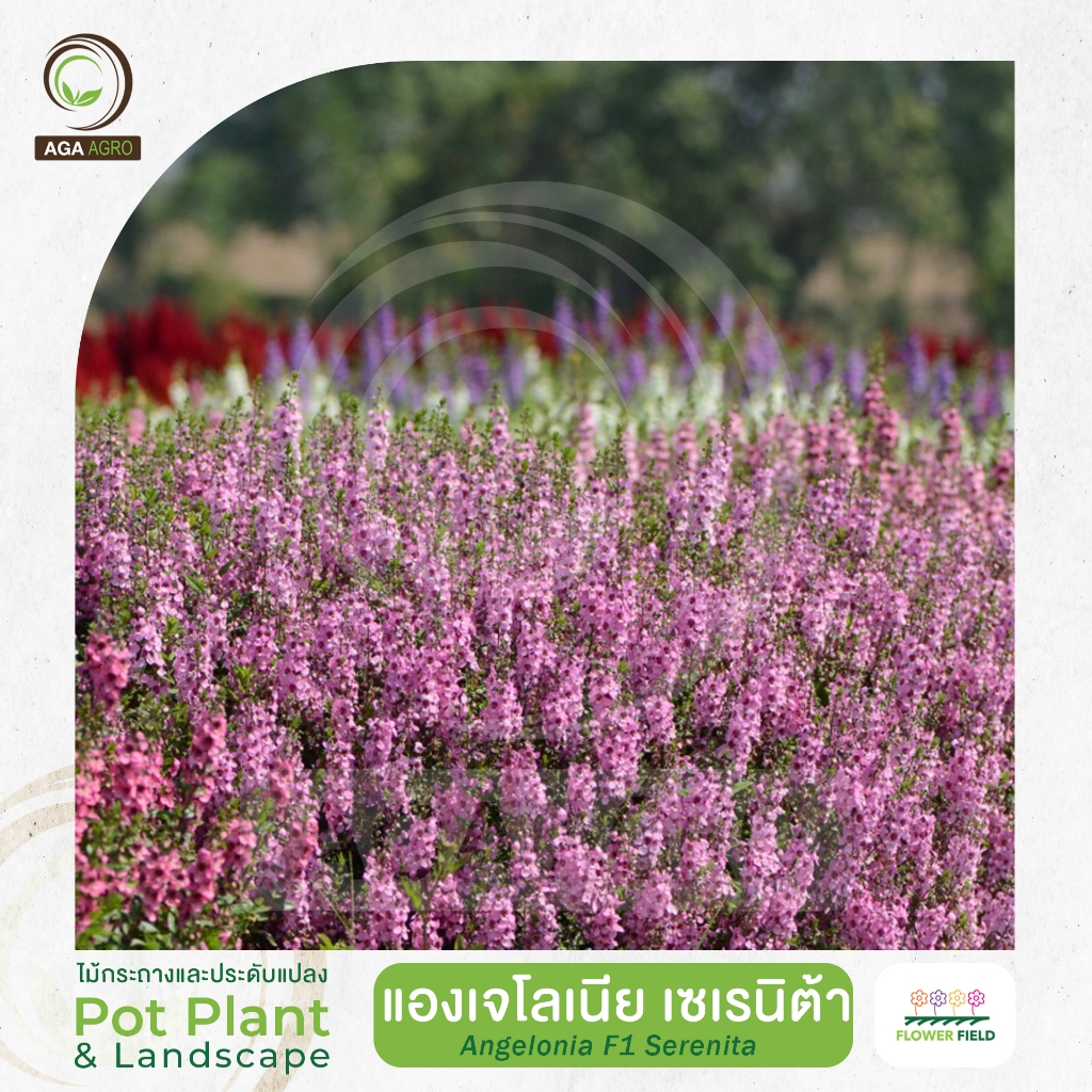 AGA AGRO I "แองเจโลเนีย เซเรนิต้า" พันธุ์เตี้ยสุด 50&100เมล็ด-Angelonia Serenita | Shopee Thailand