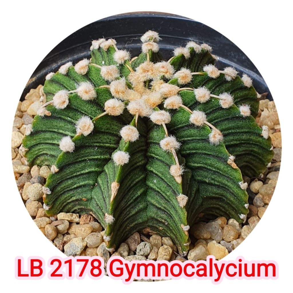 ยิมโน LB 2178 Gymnocalycium แคคตัส กระบองเพชร ไม้เมล็ด | Shopee Thailand