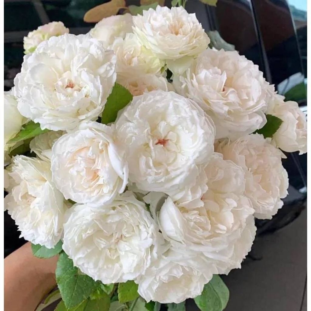 Pretty Nina White Roseหรือ PNW กุหลาบญี่ปุ่น สีขาว ดอกใหญ่ | Shopee ...