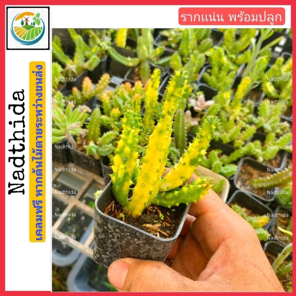 Nadthida เก๋งจีน ด่าง กระถาง2นิ้ว เเคคตัส กระบองเพชร Nadtida ต้นไม้ตายระหว่างขนส่ง เคลมฟรี ...