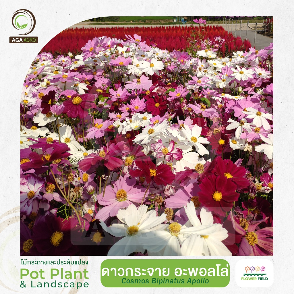 AGA AGRO I "ดาวกระจาย อะพอลโล่" ต้นเตี้ย ดอกดก สีสด-100เมล็ด-Cosmos Apollo | Shopee Thailand