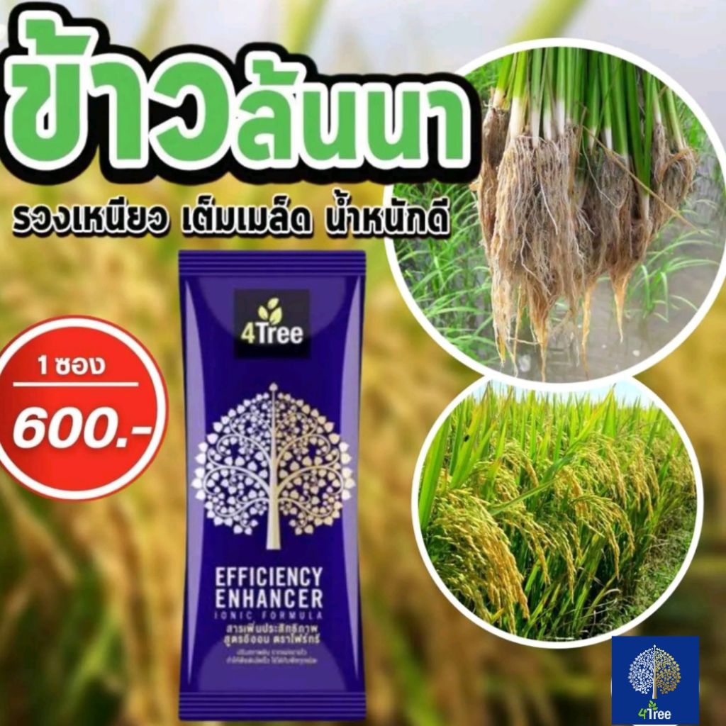 1 ซอง ของแท้ 4Tree โฟร์ ทรี สารเพิ่มประสิทธิภาพ การเจริญเติบโตพืช ปุ๋ย 4t โฟที โฟรทรี ปุ๋ยทางใบ ...