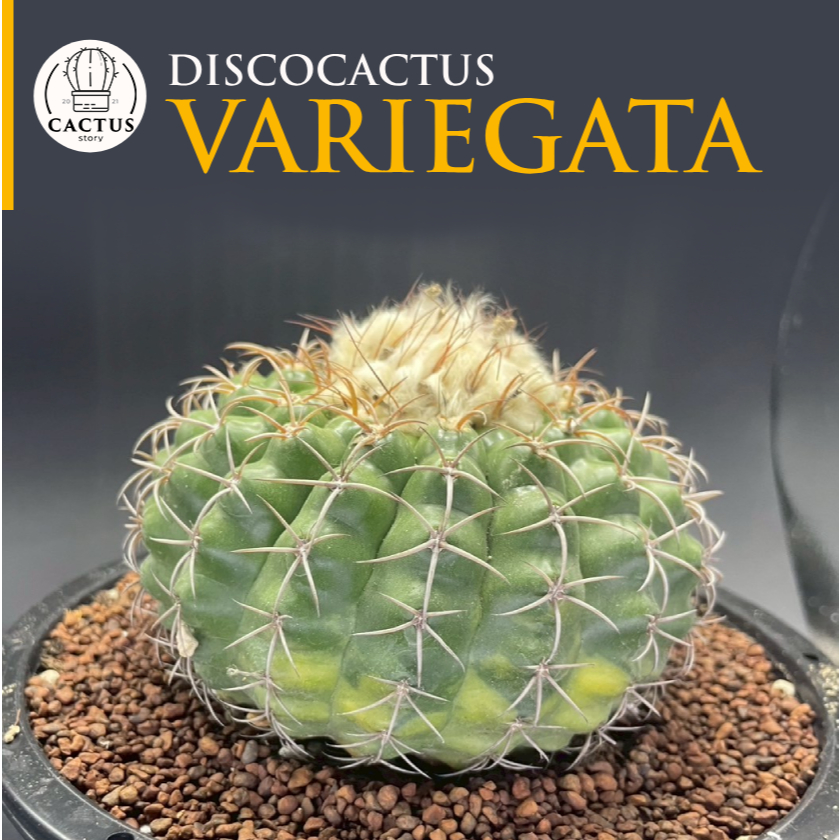 Discocactus variegata ดิสโก้ด่างไม้เมล็ด กระถาง 7 นิ้ว | Shopee Thailand